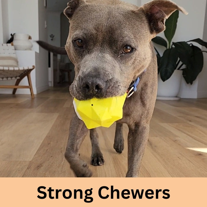 Strong Chewers – The Savvy Pet Co